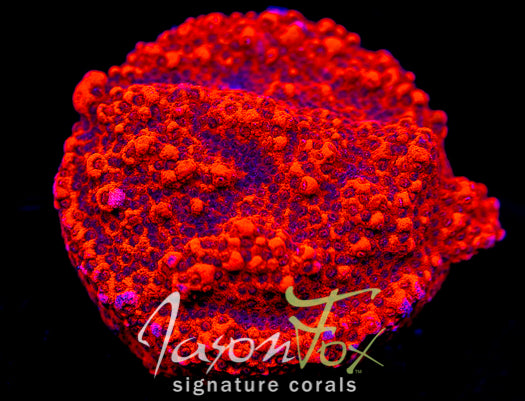 JF FRANKIES SUNKISSED MONTIPORA – Jason Fox Signature Corals