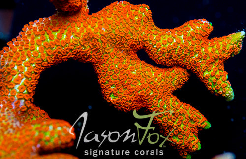 JASON FOX SUNTAN MONTIPORA DIGI – Jason Fox Signature Corals