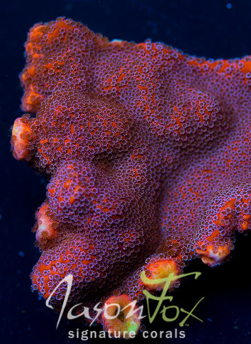 Products – Jason Fox Signature Corals
