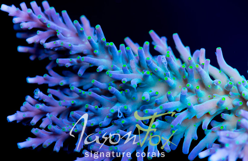 SPS CORALS – Jason Fox Signature Corals