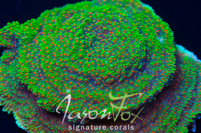 SPS CORALS – Page 3 – Jason Fox Signature Corals