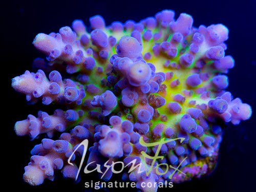 SPS CORALS – Jason Fox Signature Corals