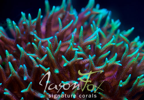 SPS CORALS – Jason Fox Signature Corals