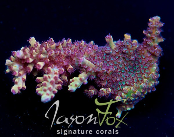 JASON FOX DAFFODIL HILL – Jason Fox Signature Corals