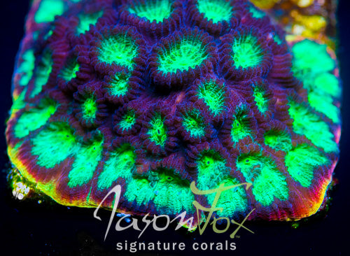JASON FOX PSYCHO RAINBOW RIM FAVIA – Jason Fox Signature Corals