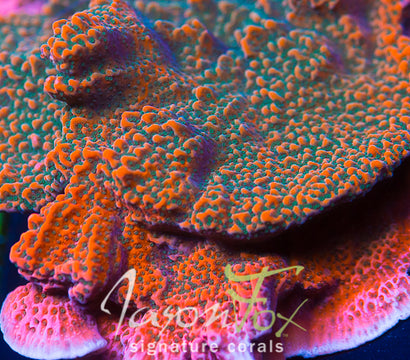 SPS CORALS – Jason Fox Signature Corals