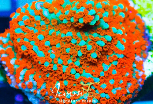 Jason Fox Aquaman Montipora – Jason Fox Signature Corals