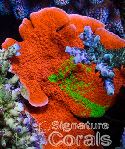 SPS CORALS – Jason Fox Signature Corals