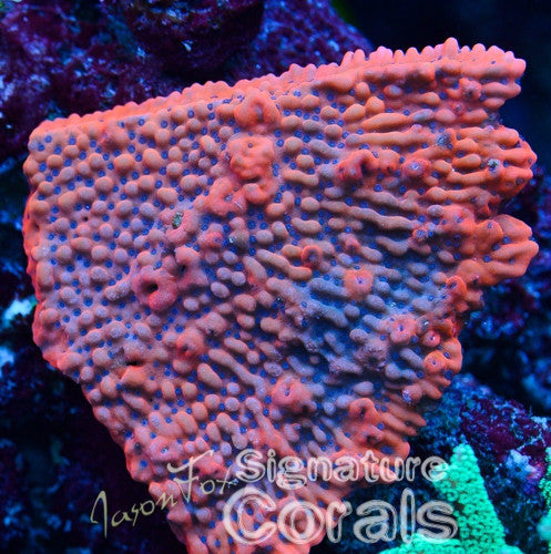 Jason Fox Speed Bomb Montipora – Jason Fox Signature Corals