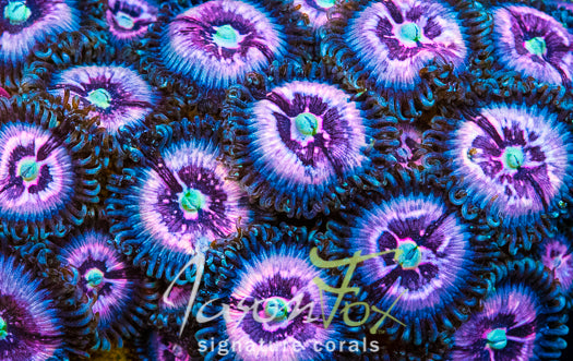CC PINK CONSTELLATION – Jason Fox Signature Corals