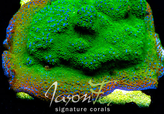 SPS CORALS – Jason Fox Signature Corals