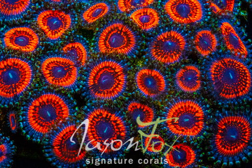 JASON FOX STARGAZER ZOA – Jason Fox Signature Corals