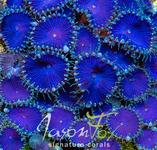 ZOANTHIDS | SOFTIES – Jason Fox Signature Corals