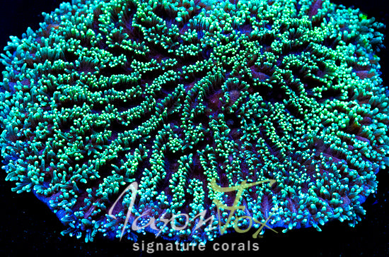 JASON FOX HYPNOTIC HYDNOPHORA – Jason Fox Signature Corals