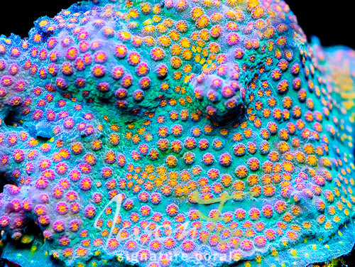 Jason Fox Buzz Kill Cyphastrea – Jason Fox Signature Corals