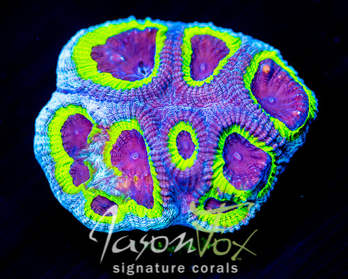 JASON FOX PPE FAVIA – Jason Fox Signature Corals