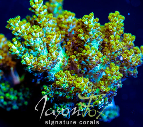 JASON FOX GREEN NEPTHIA TREE – Jason Fox Signature Corals