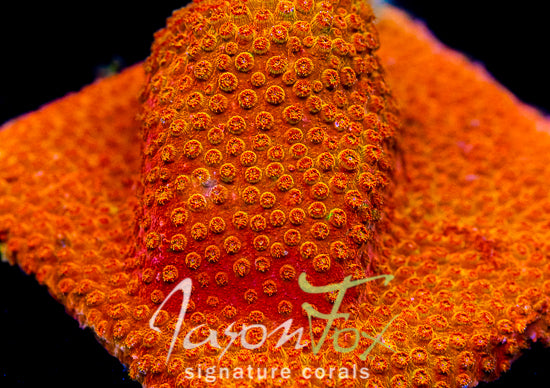 LPS CORALS – Jason Fox Signature Corals
