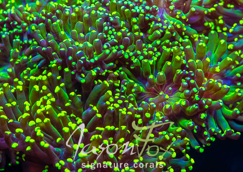 JASON FOX TWISTED FROGSPAWN – Jason Fox Signature Corals