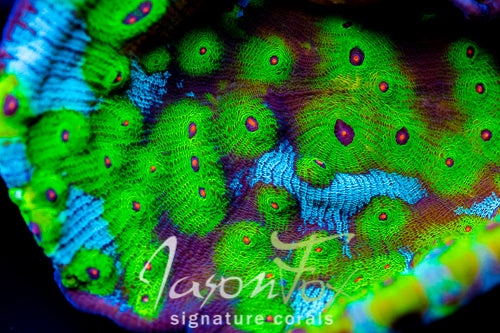 GB Avatar Chalice – Jason Fox Signature Corals