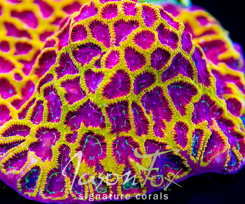 LPS CORALS – Jason Fox Signature Corals