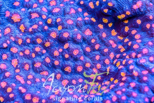 JASON FOX HELLS EYE CHALICE – Jason Fox Signature Corals