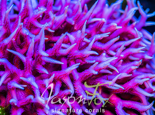 JASON FOX PINK FLAMINGO BIRDS NEST – Jason Fox Signature Corals