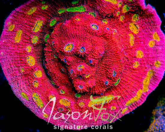 JASON FOX PINK BOOBIES CHALICE – Jason Fox Signature Corals