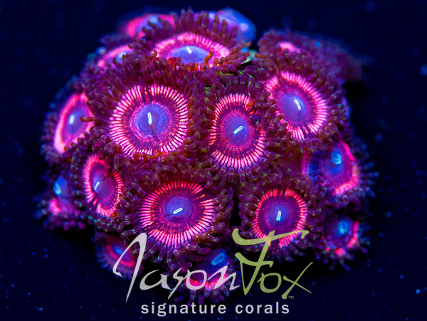JASON FOX BUBBLICIOUS PALY – Jason Fox Signature Corals