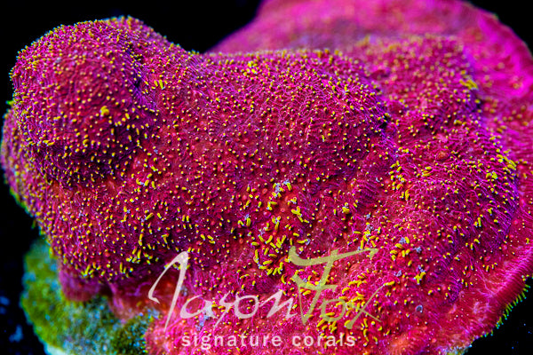 JASON FOX FREAK HAIR LITHO – Jason Fox Signature Corals