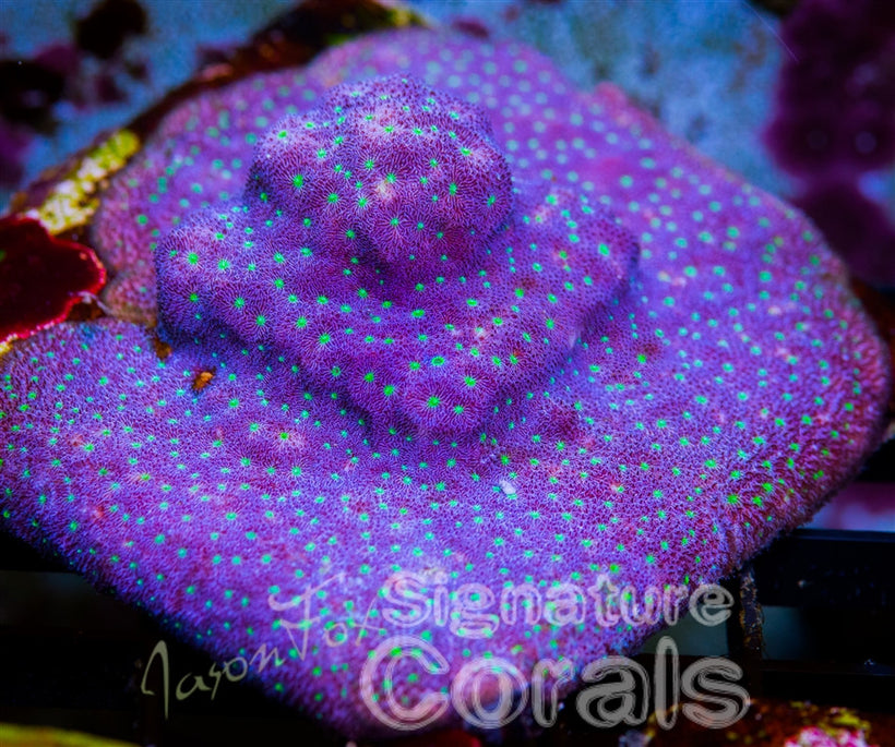 SPS CORALS – Page 2 – Jason Fox Signature Corals