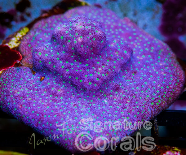 JASON FOX MOONSTRUCK PSAMMOCORA – Jason Fox Signature Corals
