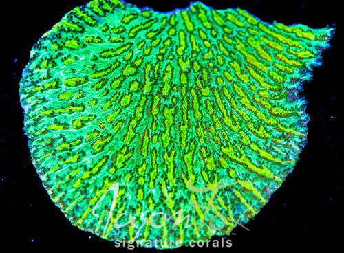 Jason Fox Lime Light Hydnophora – Jason Fox Signature Corals