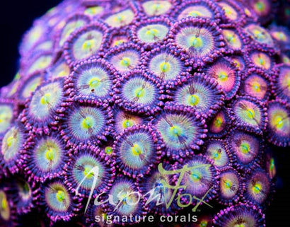 ZOANTHIDS | SOFTIES – Jason Fox Signature Corals