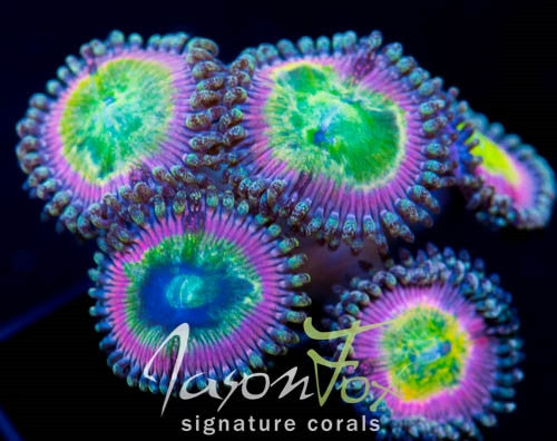 JASON FOX KUNG FU FIGHTERS – Jason Fox Signature Corals