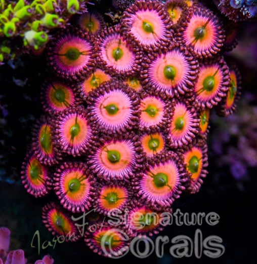 JASON FOX STARGAZER ZOA – Jason Fox Signature Corals