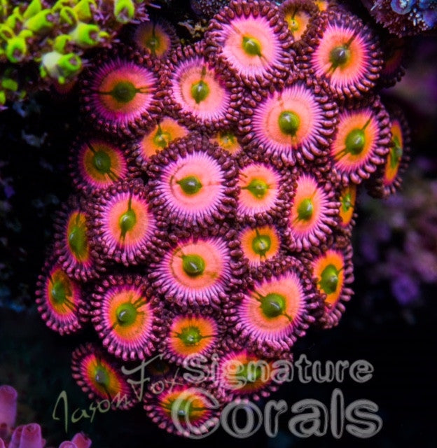 ZOANTHIDS | SOFTIES – Jason Fox Signature Corals