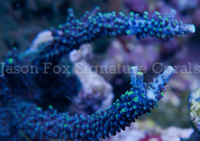 SPS CORALS – Jason Fox Signature Corals