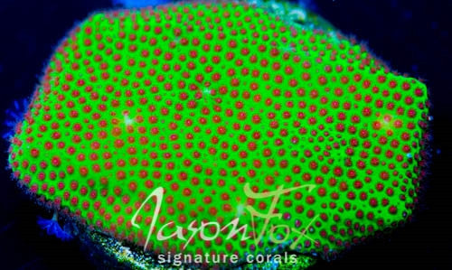 Jason Fox Special Porites – Jason Fox Signature Corals