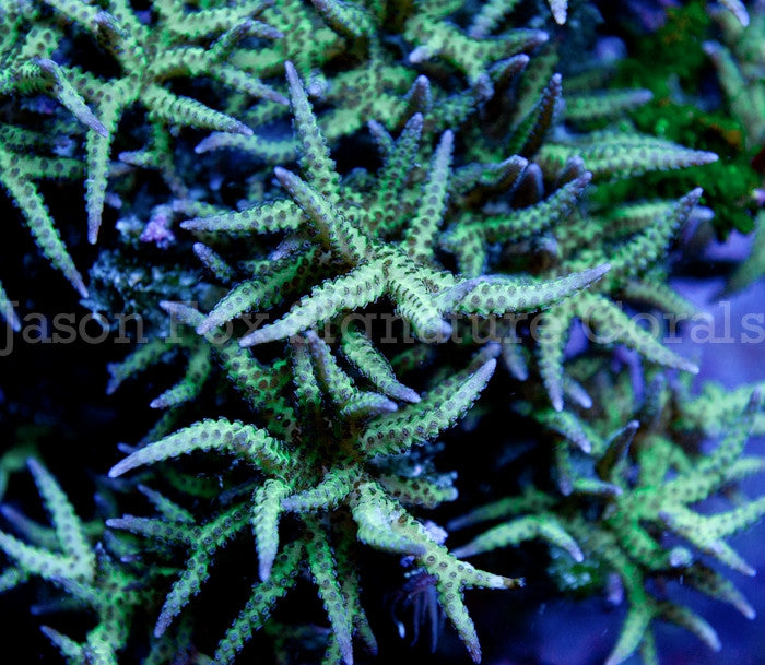 SPS CORALS – Jason Fox Signature Corals