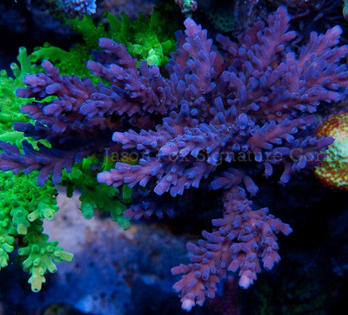 SPS CORALS – Jason Fox Signature Corals