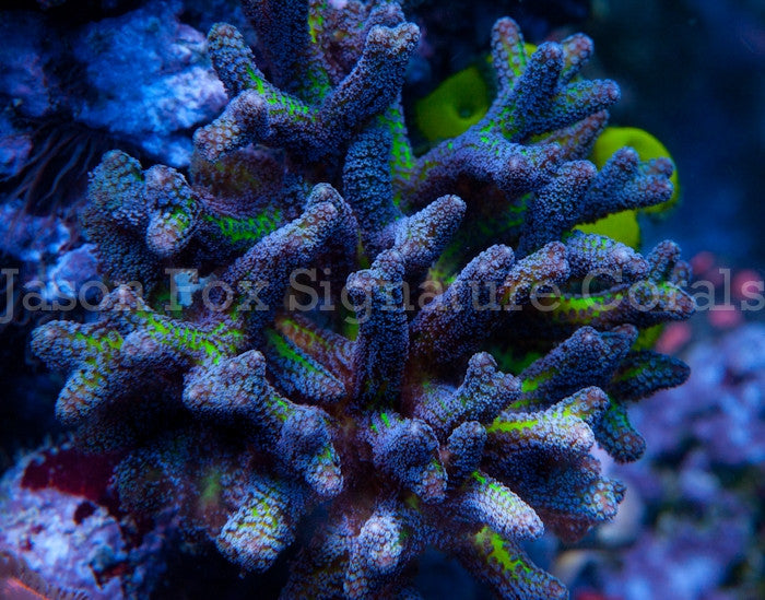 SPS CORALS – Jason Fox Signature Corals