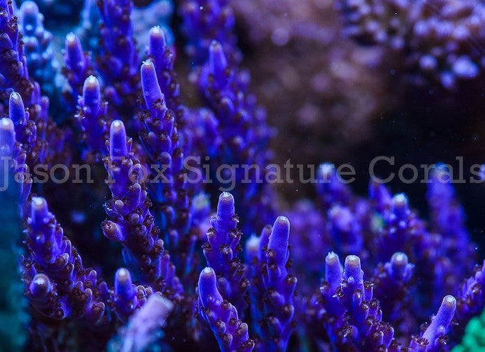 SPS CORALS – Jason Fox Signature Corals