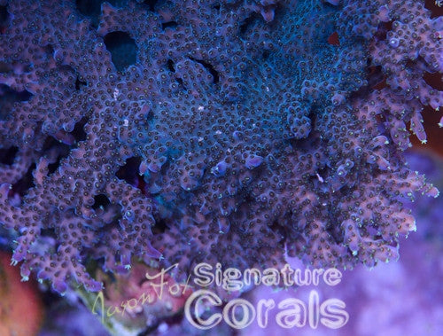 Jason Fox Medussa's Hair – Jason Fox Signature Corals