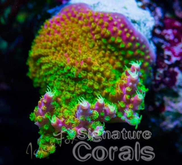 SPS CORALS – Jason Fox Signature Corals