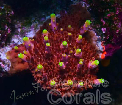 SPS CORALS – Jason Fox Signature Corals