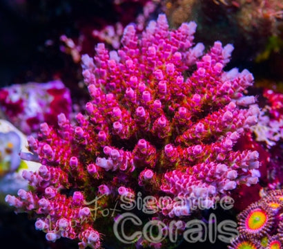 SPS CORALS – Jason Fox Signature Corals