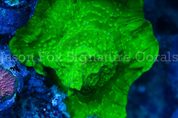 Jason Fox Neon Green Leptoseris – Jason Fox Signature Corals