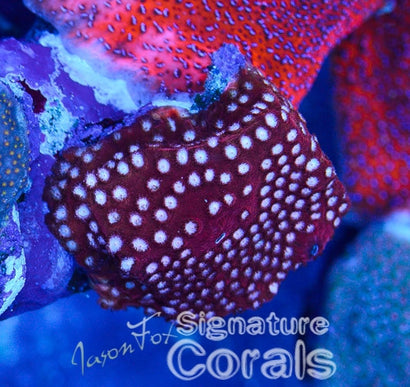 LPS CORALS – Jason Fox Signature Corals