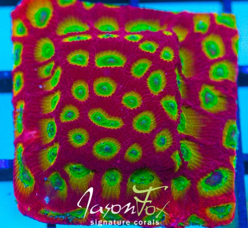 JASON FOX SECTOR 001 – Jason Fox Signature Corals